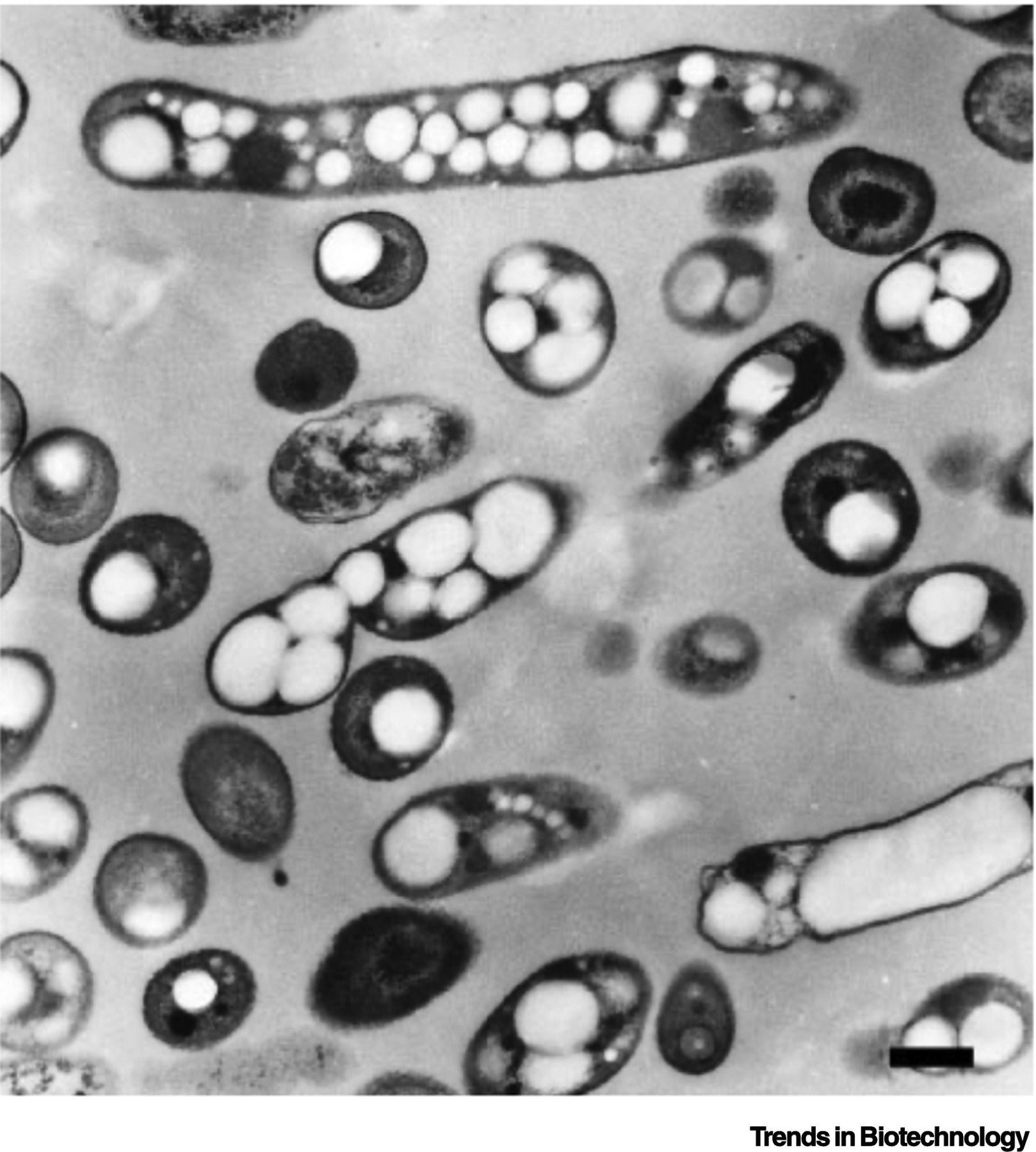 Hydrogen-Driven Method for Efficient, Sustainable Xylitol Synthesis ...